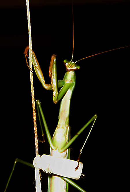 More glimpses of unfamiliar Japan: Kamakiri. Japanese praying mantis