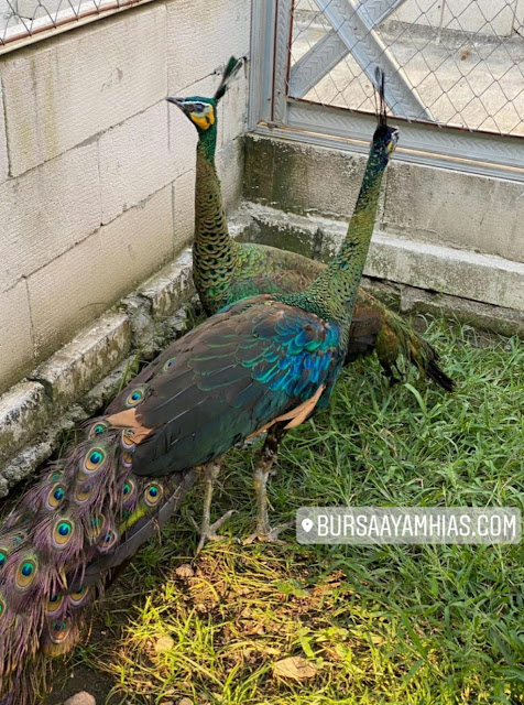 MERAK HIJAU (PAVO MOTICUS) SERTIFIKAT + SATDN - Bursa Ayam Hias
