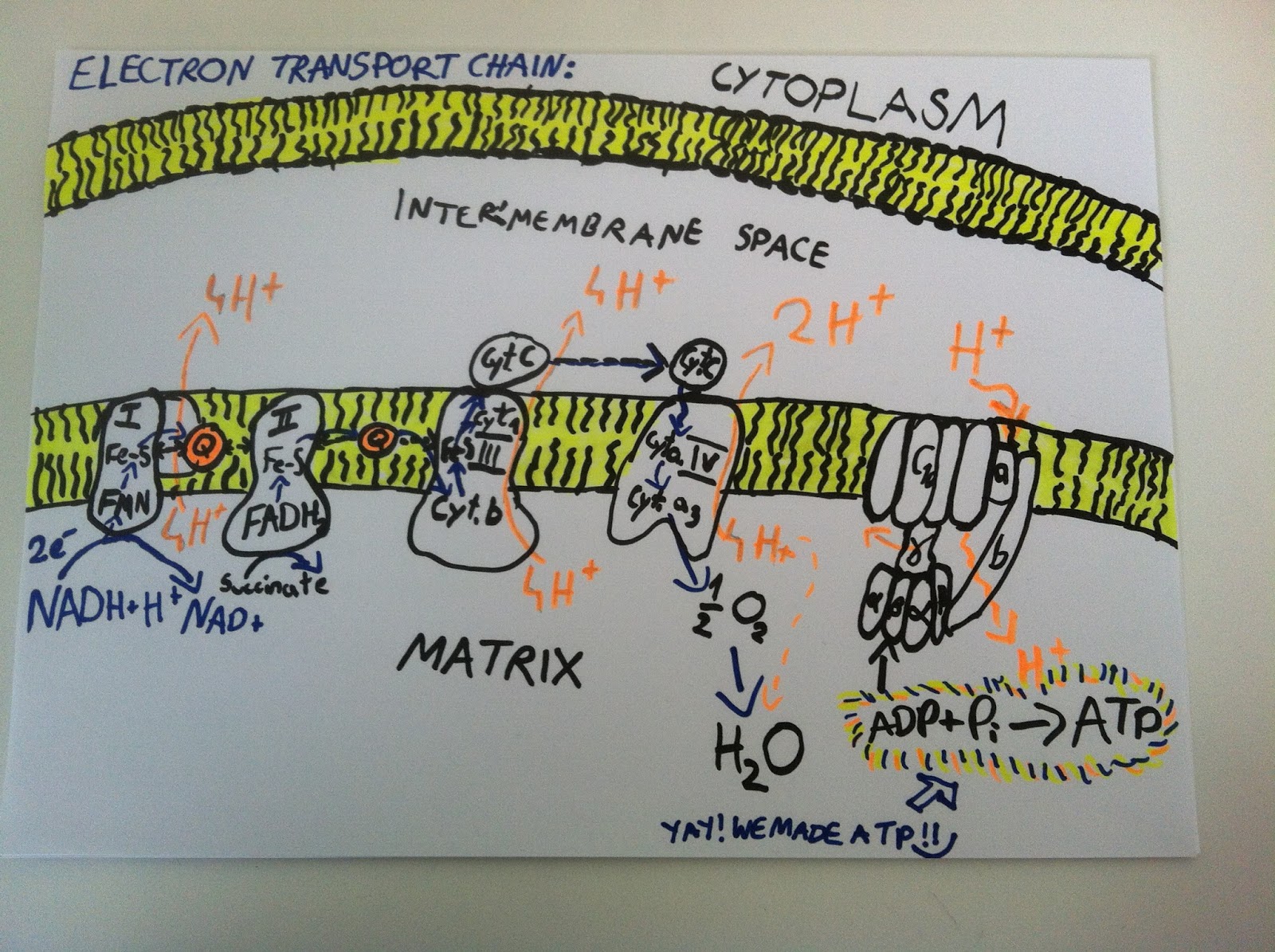Fan of biology: Electron transport chain