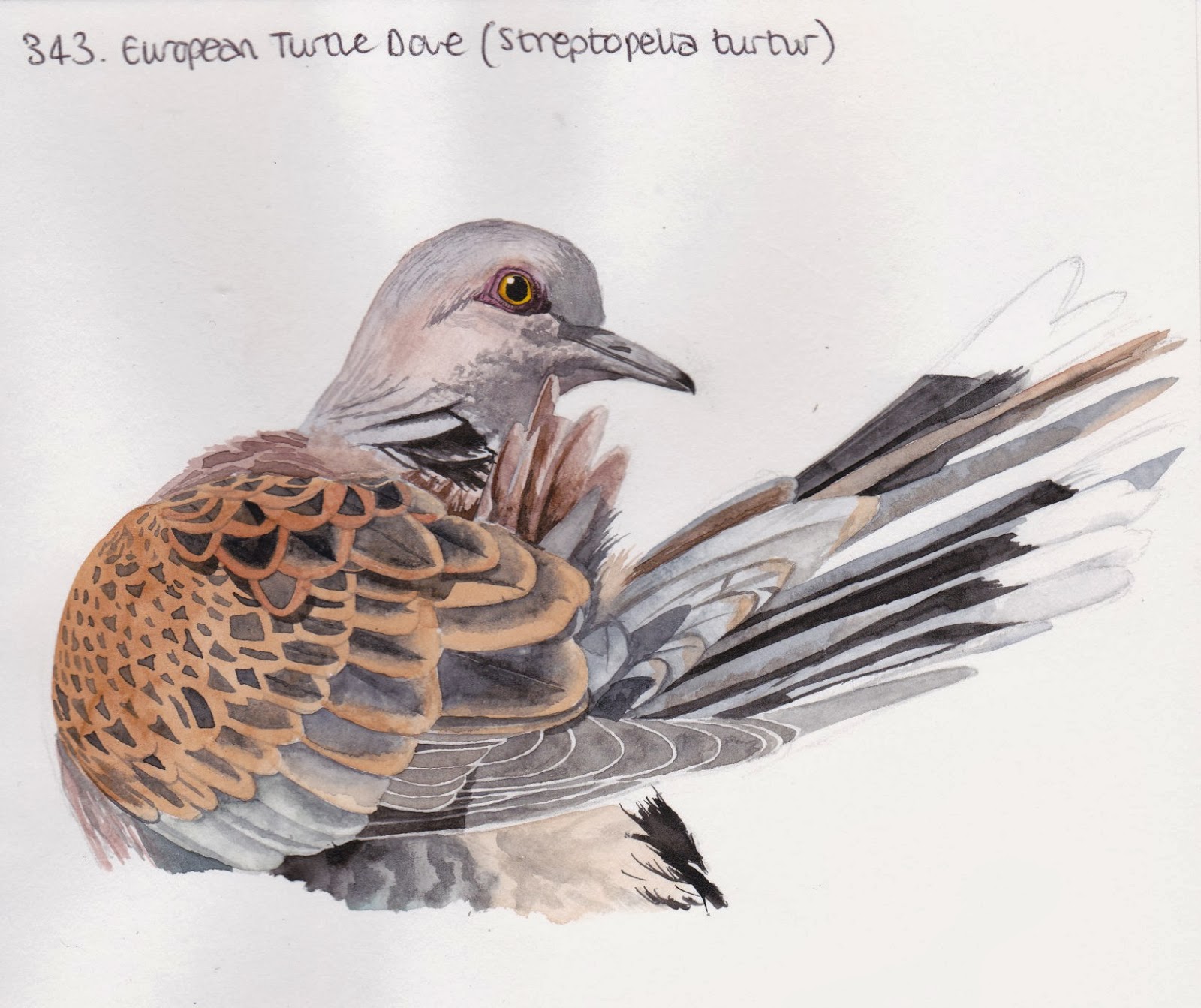 Turtle Doves Drawing