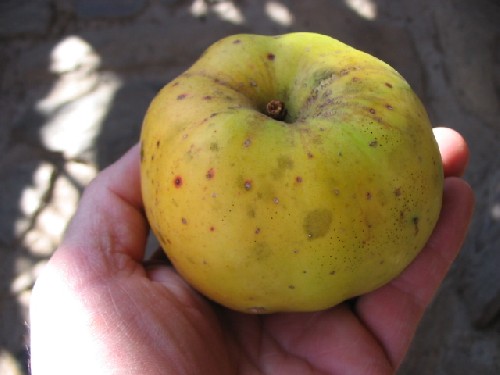 Hd Kaliteli Ayva Resimleri ~ Resimler Diyarına Hoşgeldiniz