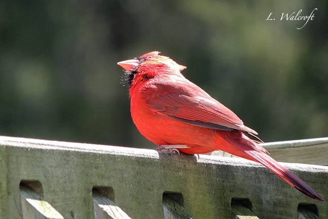 The View from Squirrel Ridge: American Robins, Northern Cardinals
