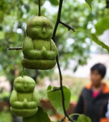 quizpeople: Buddha shaped Pears & Buddha's Hand fruit