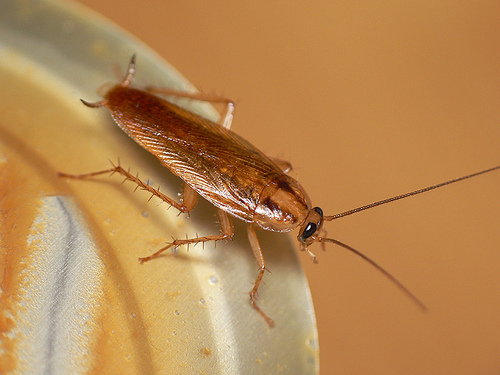 Débarrassez-vous de cafards grâce à 3 ingrédients - Conseils pour vous