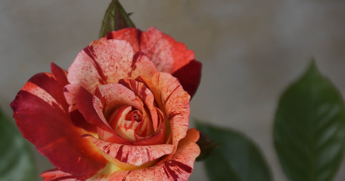 Rose 'Tropical Lightning'