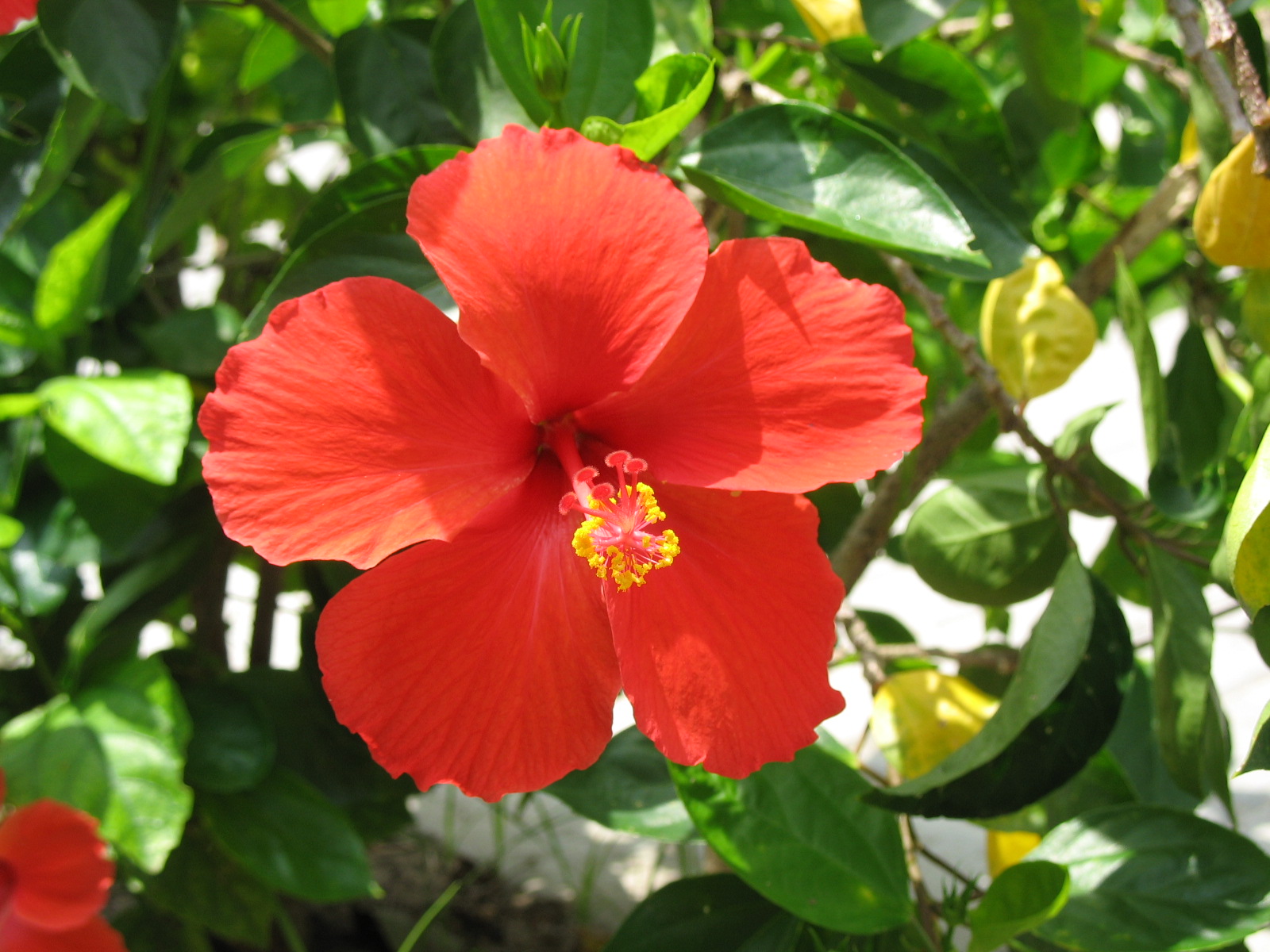 Tesoro del Saber: Beneficios para la salud de la Cayena (Hibiscus rosa ...