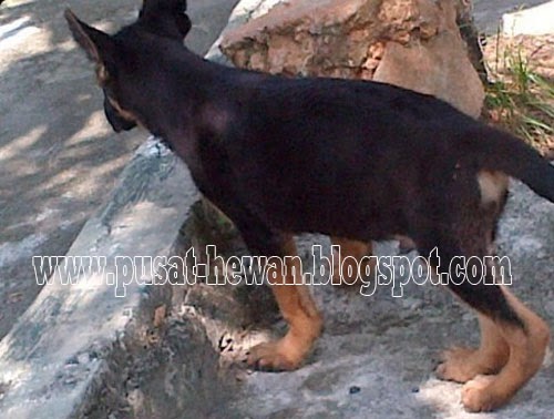 German Shepherd Dog - Pusat hewan | Pusat Jual Anjing ras terbaru di ...