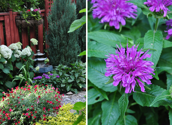 Three Dogs in a Garden: A Garden in the Shade (Part 1)