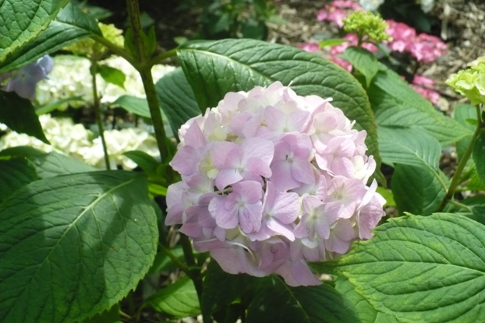 Hydrangea, Hortensja: Hydrangea macrophylla (Hortensja ogrodowa) 'Otaksa'
