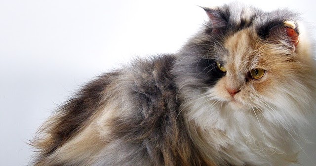 jenis jenis kucing dan berbagai sifat sifatnya yang perlu kita ...