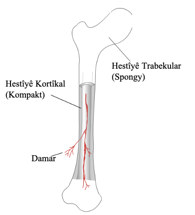 Taybetmendî û Şikestina Hestî