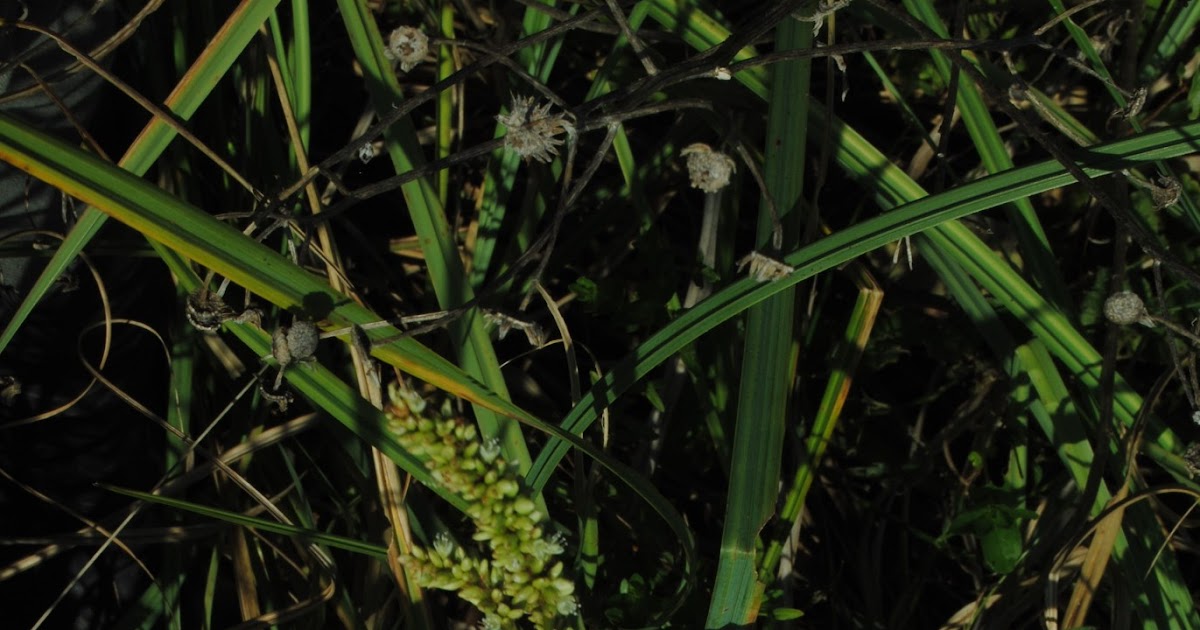 FOTOS DE FLORA NATIVA Y ADVENTICIAS DE URUGUAY : Polygonum acuminatum ...