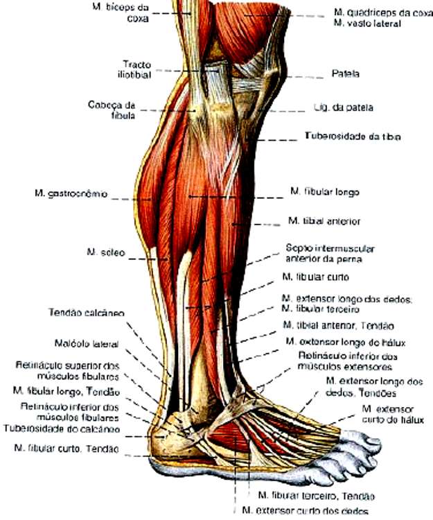 Fit Center Academia e Studio Pilates: LESÃO DO MÚSCULO FIBULAR LONGO EM ...