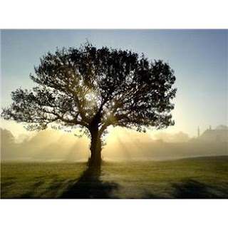 Planted: Oaks of Righteousness