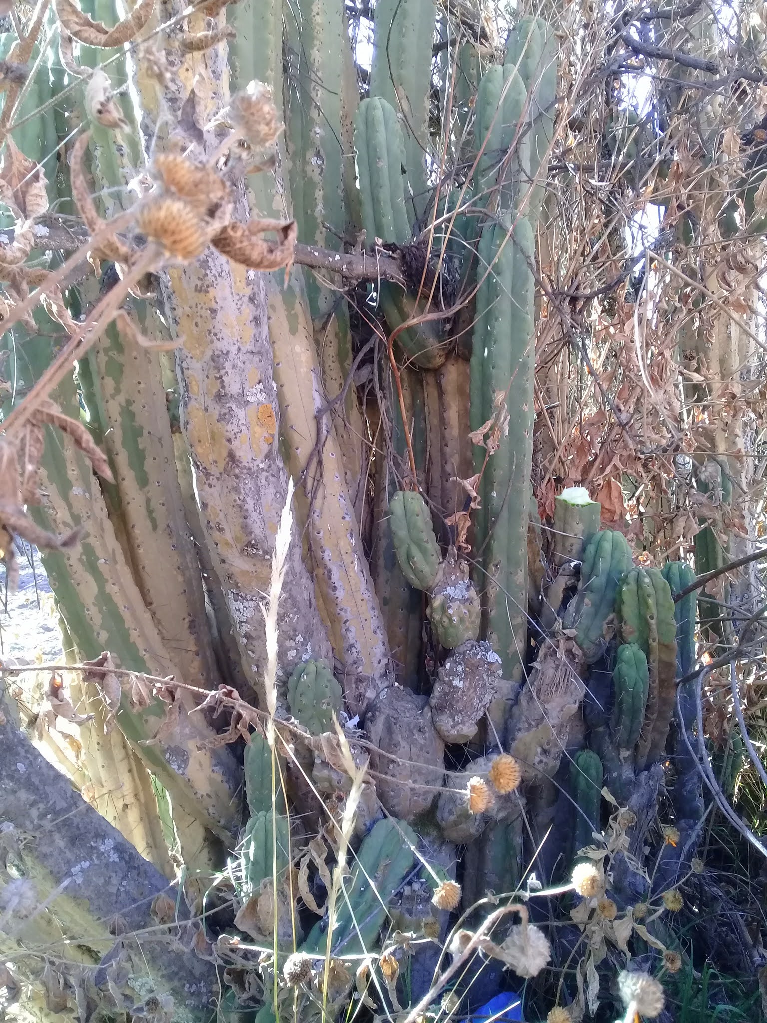 Danzarina en la Naturaleza: Achuma Wachuma Huachuma Guachuma Aguacolla ...
