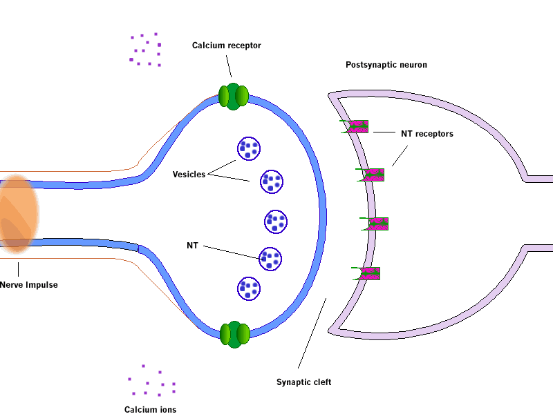 Biología: Power sinapsis