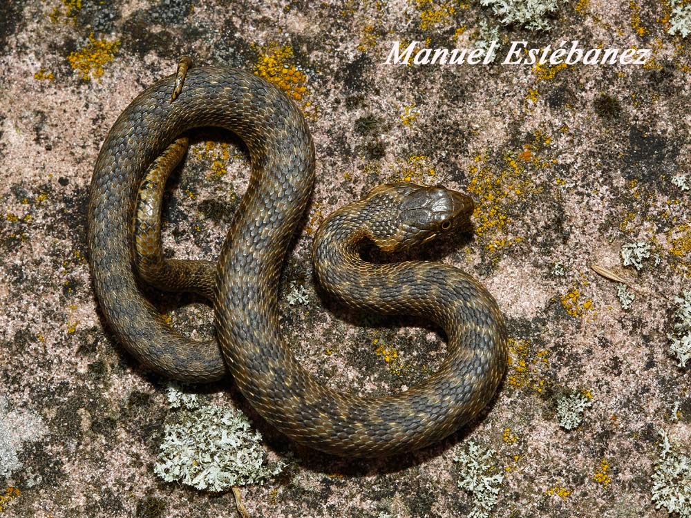 Miradas Cantábricas: Culebra viperina (Natrix maura)