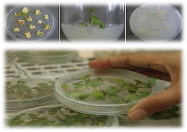 BIOTECNOLOGÍA: 2.1 MEDIOS DE CULTIVO