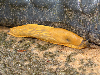 BugBlog: An impressive slug