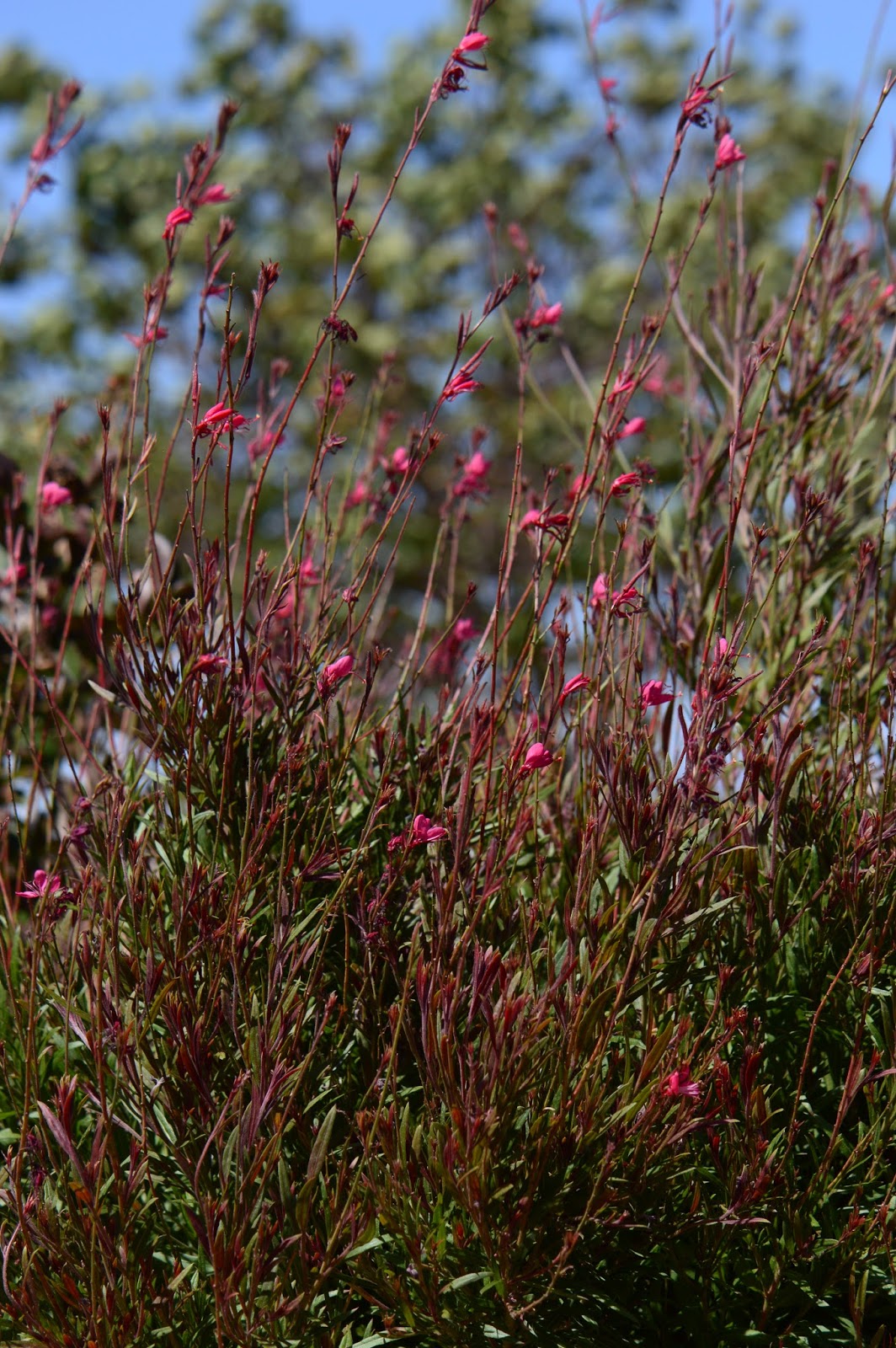 A Small, Sunny Garden: Gaura as a Foliage Plant