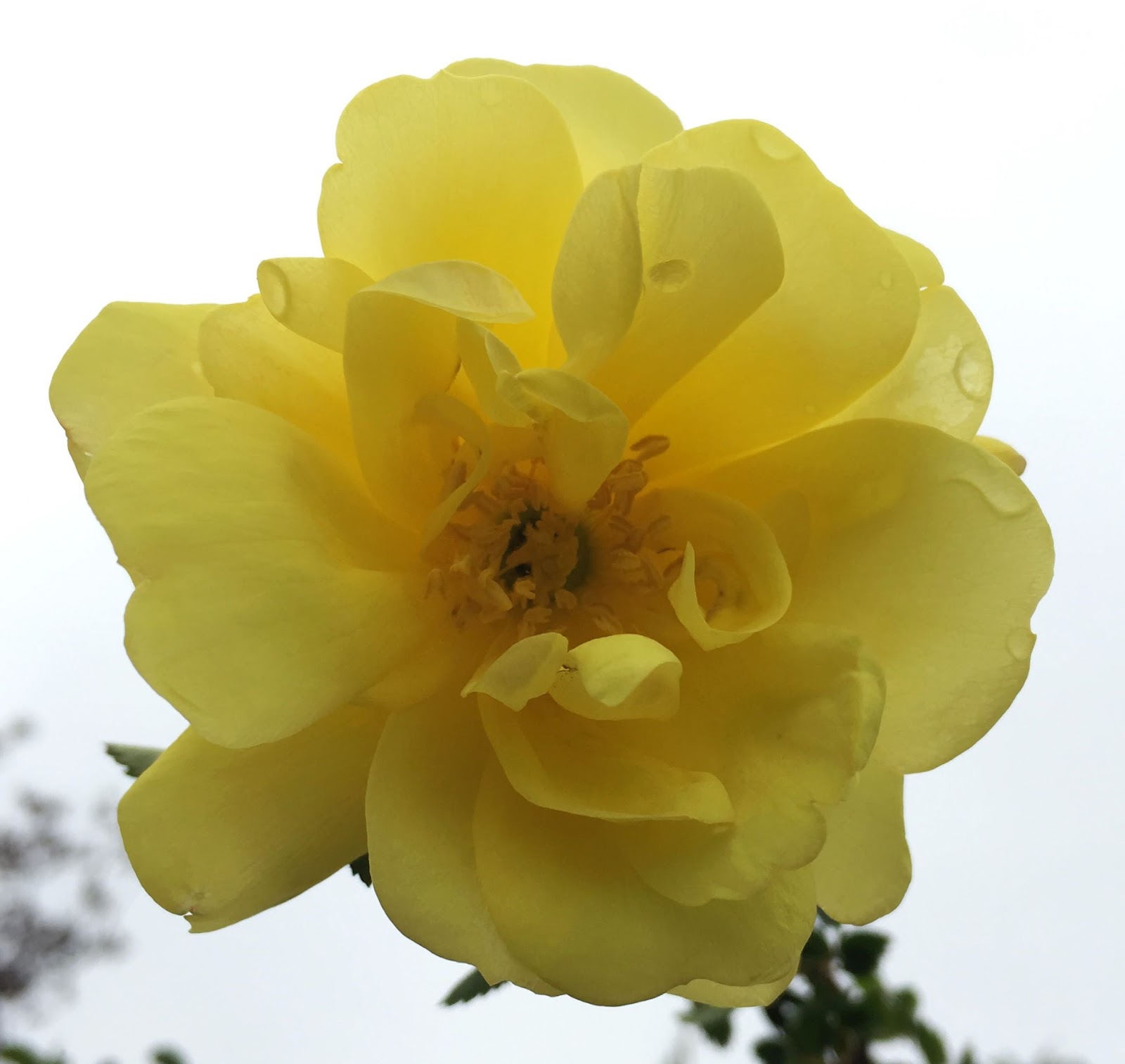 Garden Musings: The First Rose