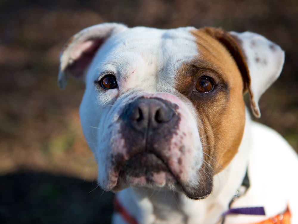 Shelter Dogs of Portland: "DORA" short and stout, adorable Bulldog mix