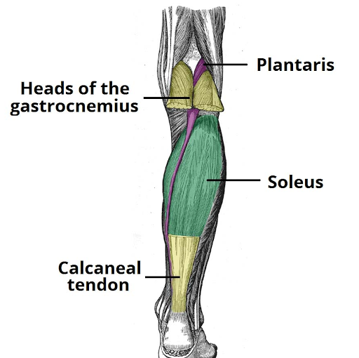 Bacak Kaslarının Anatomisi - FİZYONOT