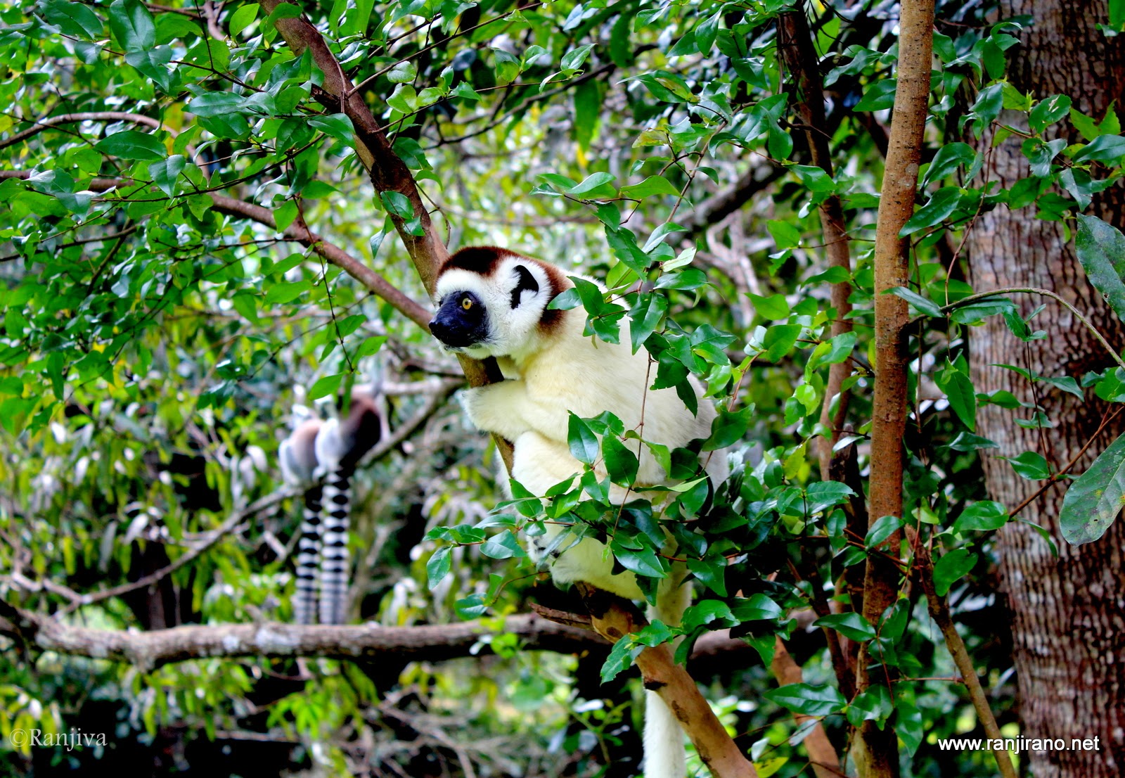 De l'utile à l'agréable - Le majestueux Ravinala [Arbre de voyageur ...