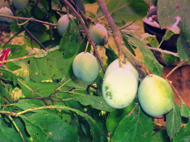 T h e R o s e b a n k D i a r i e s: fickle fruit trees . four ...