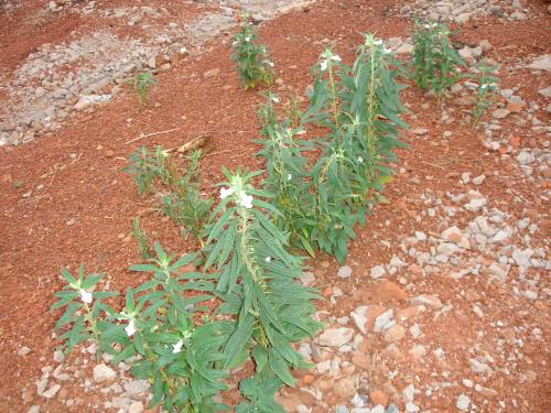 Wiki trend: SUSAM TARIMI (Sesamum İndicum L.)