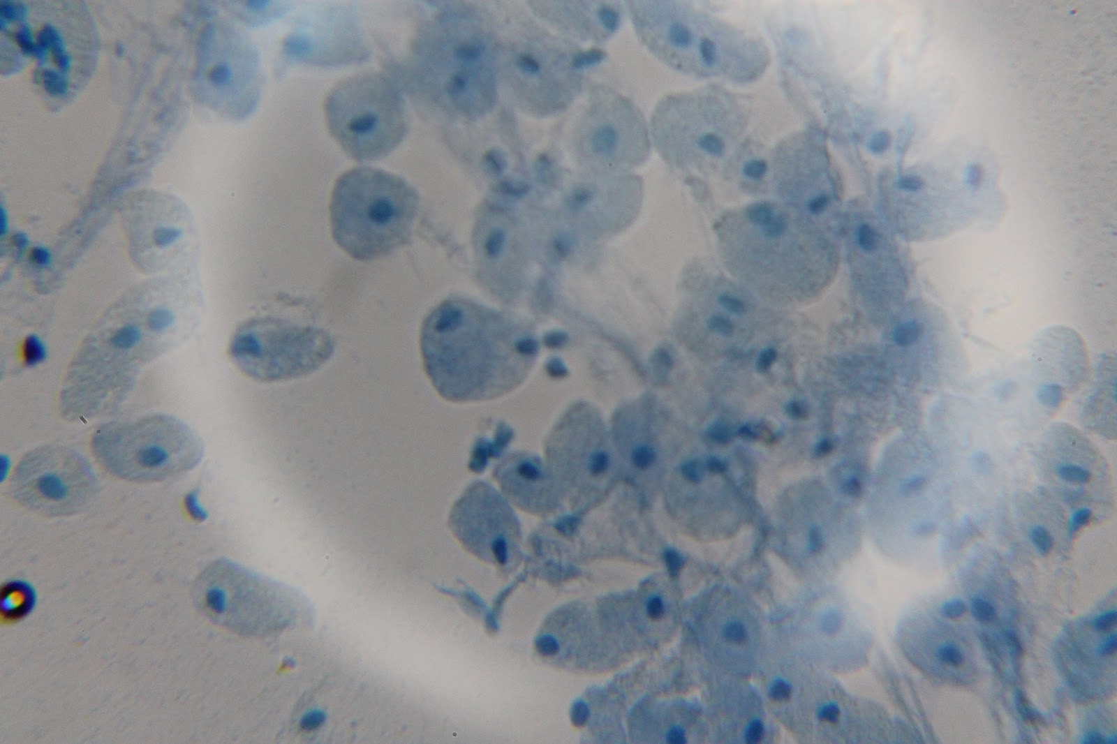 Ateliers sciences du collège Louis Timbal de Châteauponsac