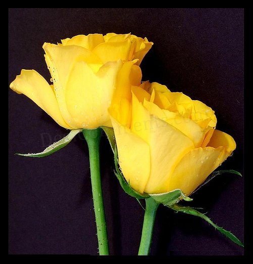 Cute Wallpaper's: Cute Yellow Roses