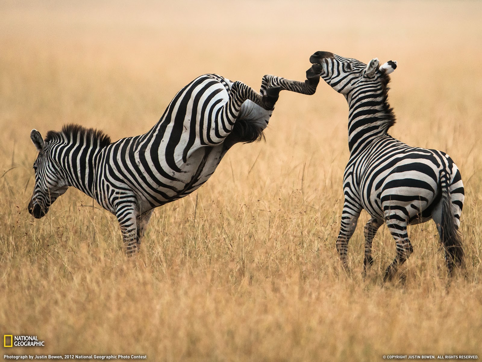 new pictures: Zebra funny