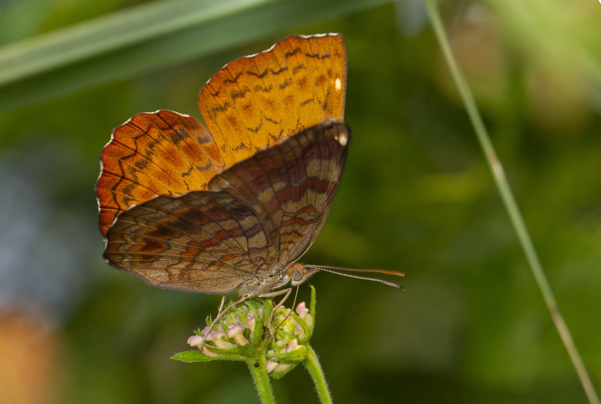 Common Castor (Ariadne merione)