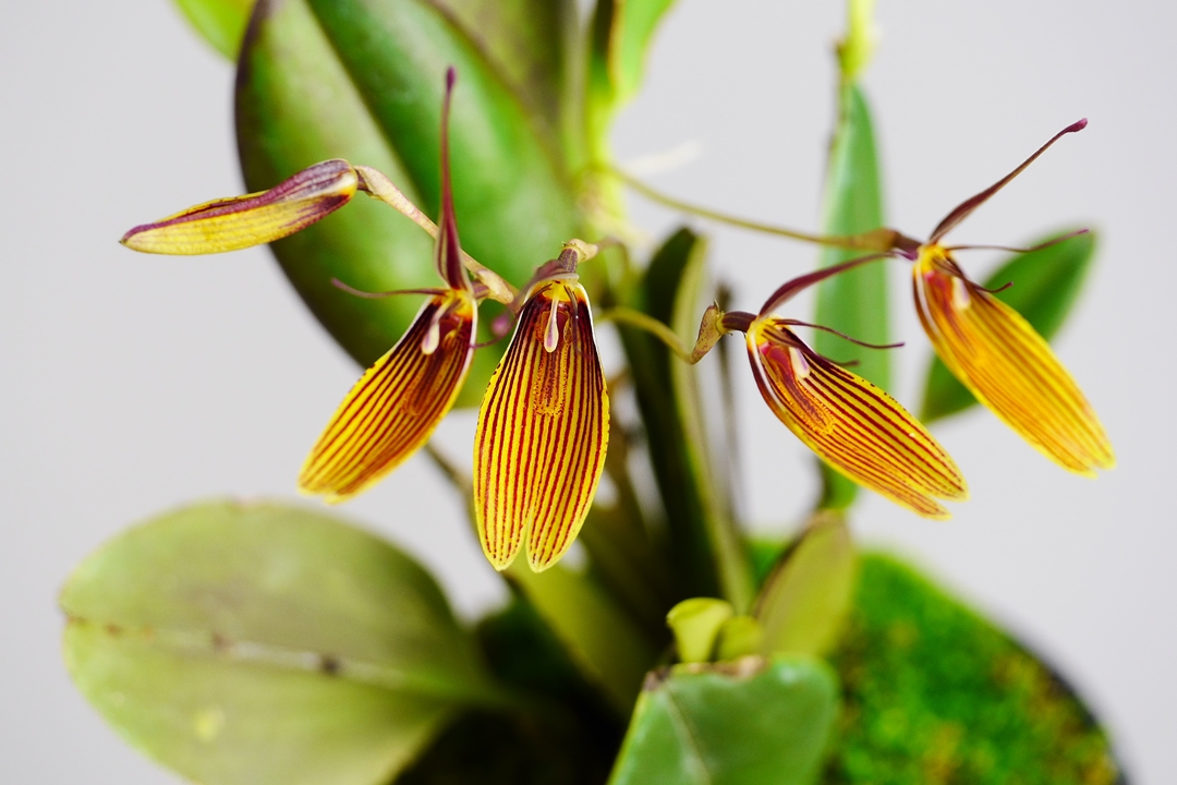 Restrepia brachypus care and culture | Travaldo's blog