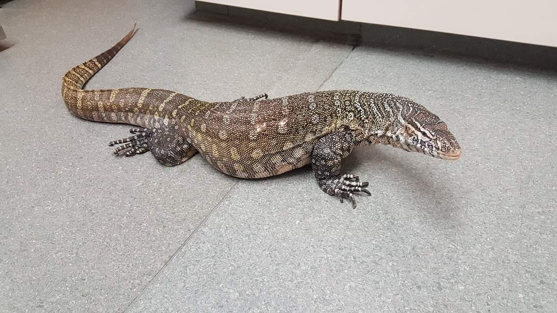 Parrish Creek Veterinary Clinic Blog: Monitors: The Big Lizards
