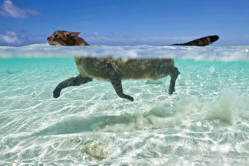 Michipedia: Tipos de michis