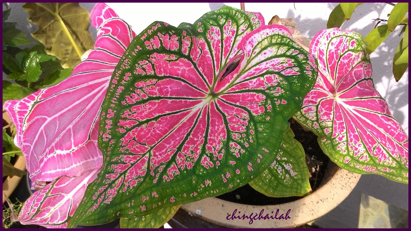 Simple Living In Nancy: Growing Colourful, Exotic Caladiums In My Garden #1