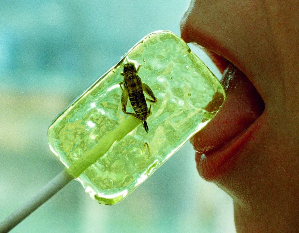 Insectos Deliciosos: golosinas y dulces | Insectos Comestibles