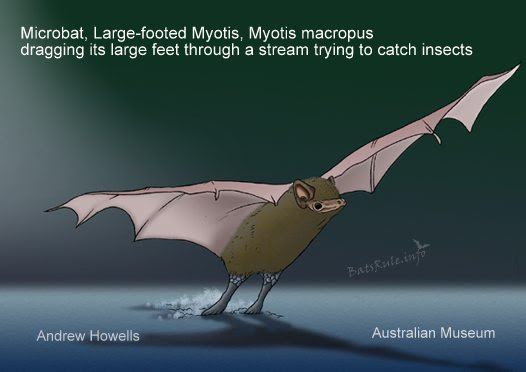 Rehab | Microbat | Myotis macropus, Southern Myotis, Large-footed ...