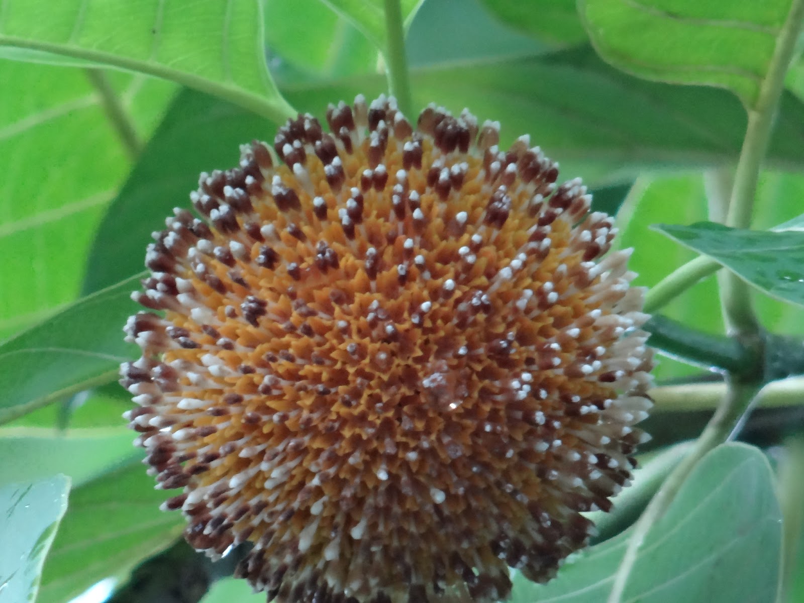 Jiv's Photography: Kadamba Tree Flowers