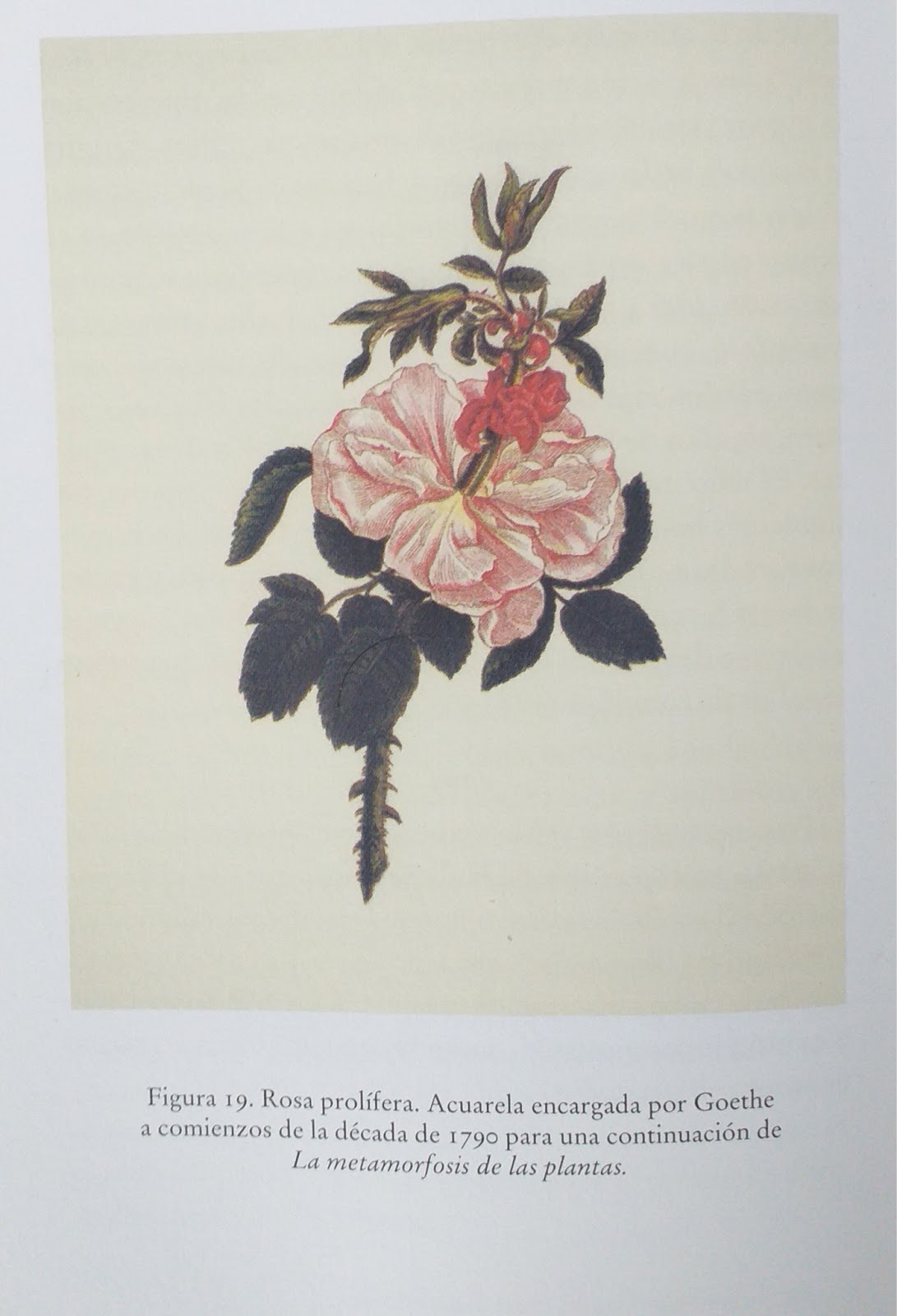 EN UN BOSQUE EXTRANJERO: Goethe el botánico