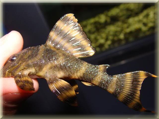 Freshwater Fish List Starting With T | Animals Name A To Z