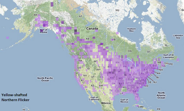 Birding Is Fun!: October 2011