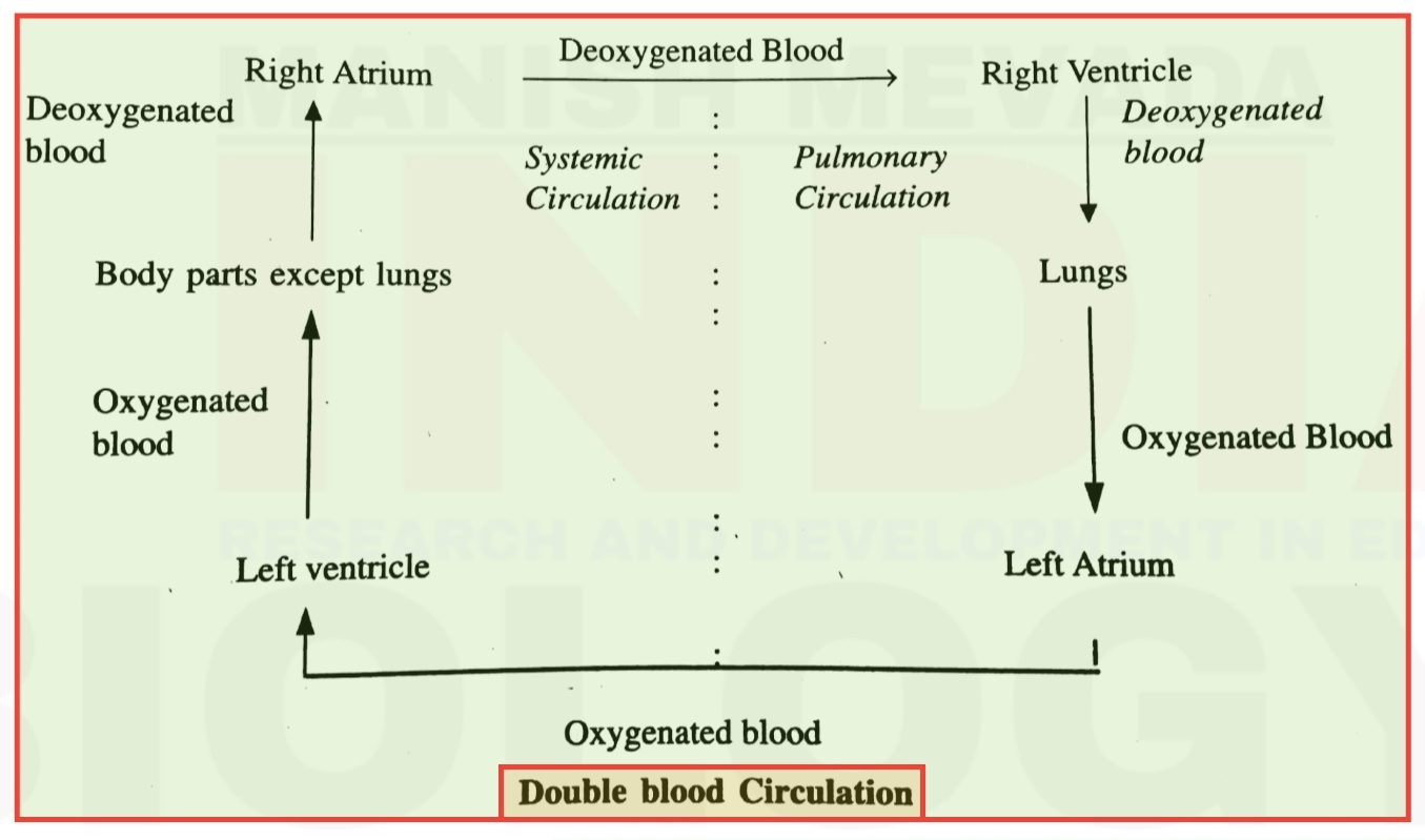 Double Circulation | Manish Mevada