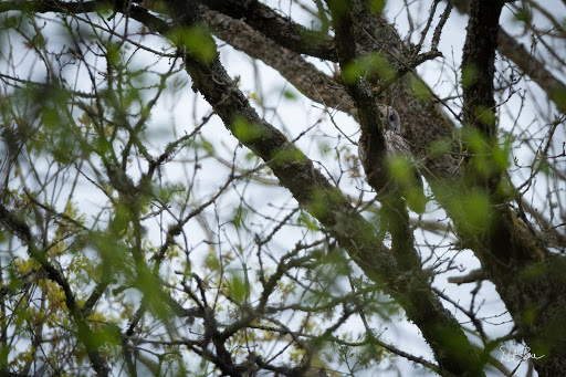 Linnupäevik - Bird Diary