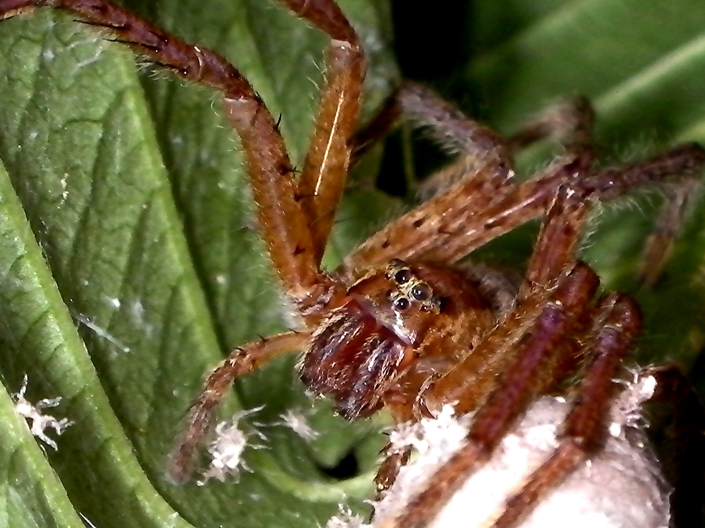 Quaoar Power Zoo: wandering spider (Cupiennius sp.) - Montezuma, Costa Rica
