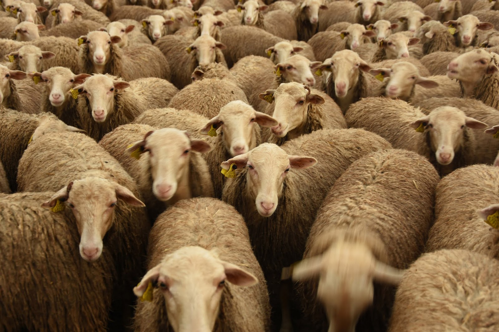 Sobre esto y aquello: Estamos muy lejos de la inmunidad de rebaño