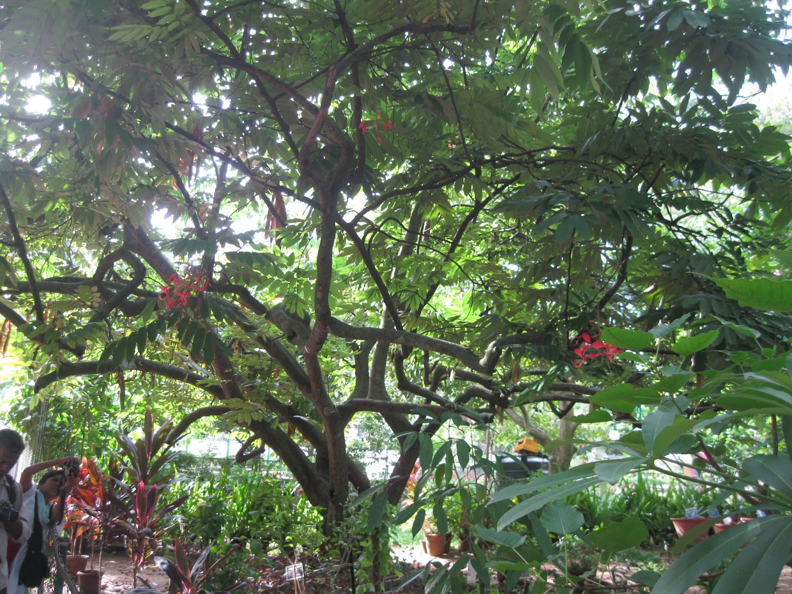Shimshipa Tree at the Trivandrum Museum campus