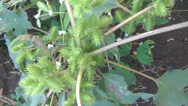 Spice of Life!: X is for Xanthium